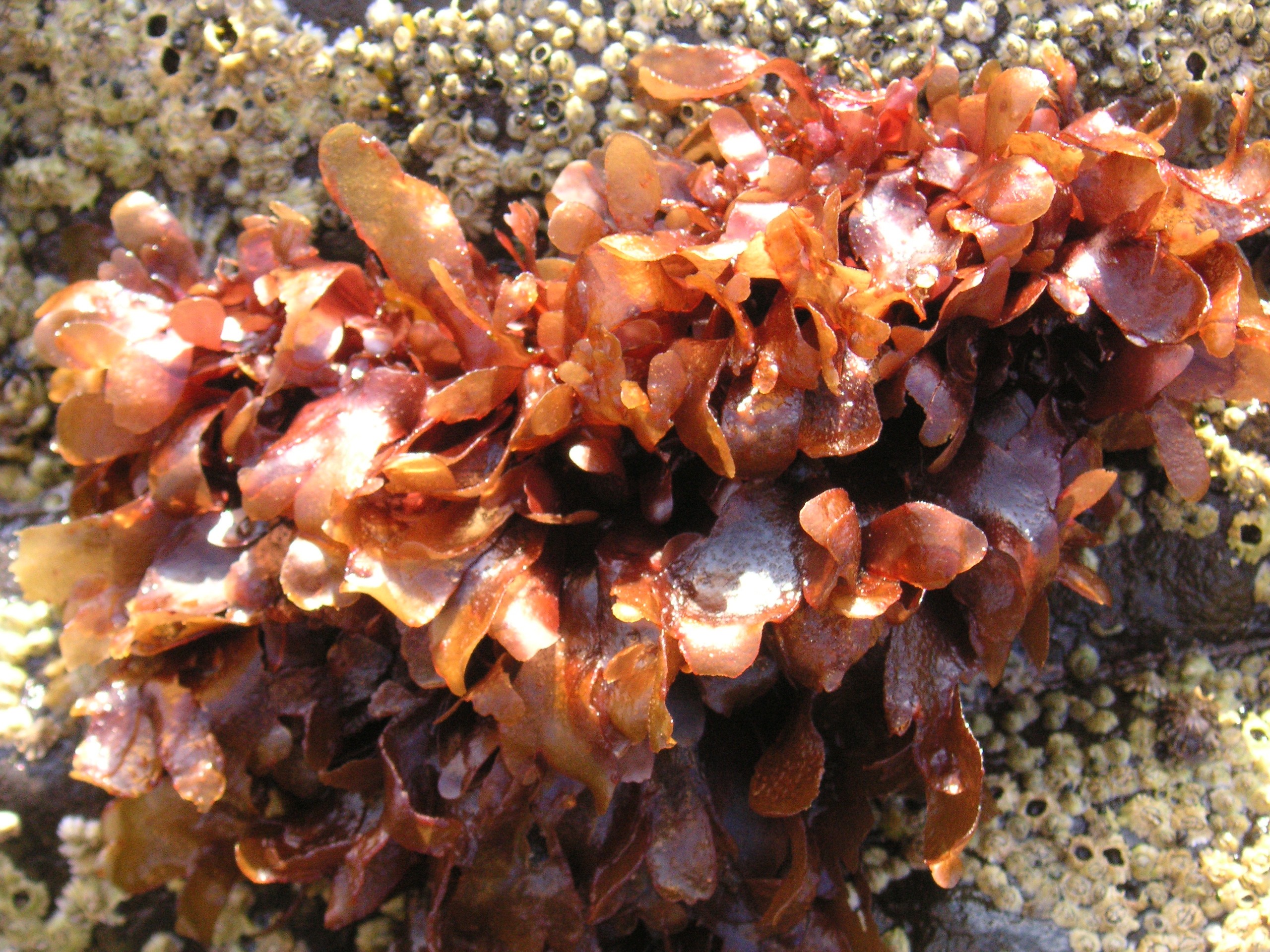 Blogs - Together_2012 - The Together! 2012 Pop-Up Poetry Blog: "Coral ...